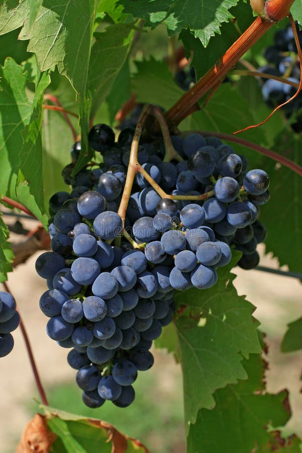 Single grapevine stock image. Image of vineyard, wine - 5992043
