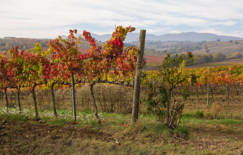 Vineyard in Umbria stock photo. Image of horizon, scenery - 24552252