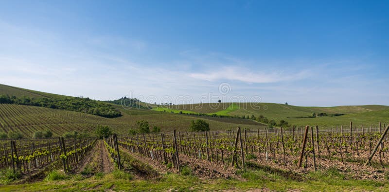 Chianti Vineyard Panorama stock image. Image of outdoor - 255306151