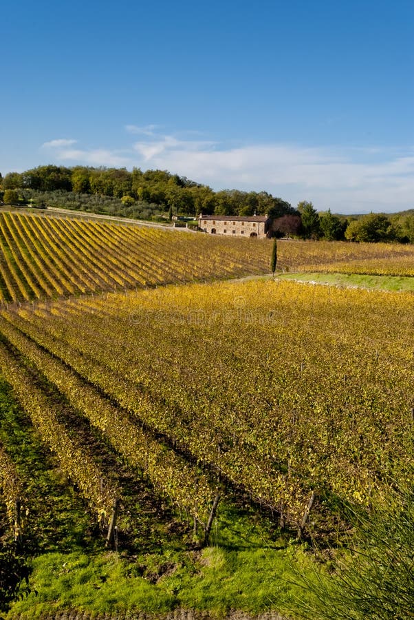 Chianti Wine Region Vineyards, Tuscany Stock Image - Image of ground ...