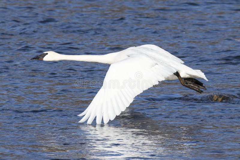 Chiaro per il decollo immagine stock. Immagine di animale - 36703365