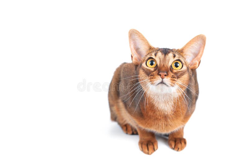 Abyssinian Cat Portrait Isolated on White, Space for Text Stock Photo ...
