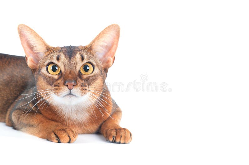 Chic Abyssinian Cat Portrait Isolated on White, Space for Text Stock ...