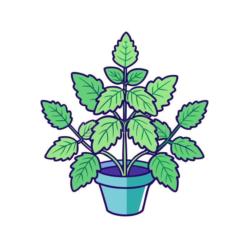 Chic Catmint Houseplant Art Stock Photo - Illustration of modern, chic ...