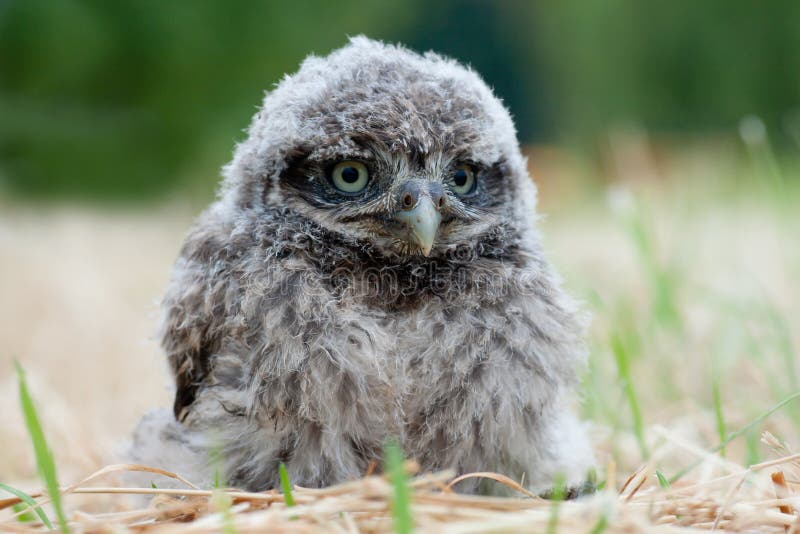 Chic del buho imagen de archivo. Imagen de cubo, fondo - 15709111