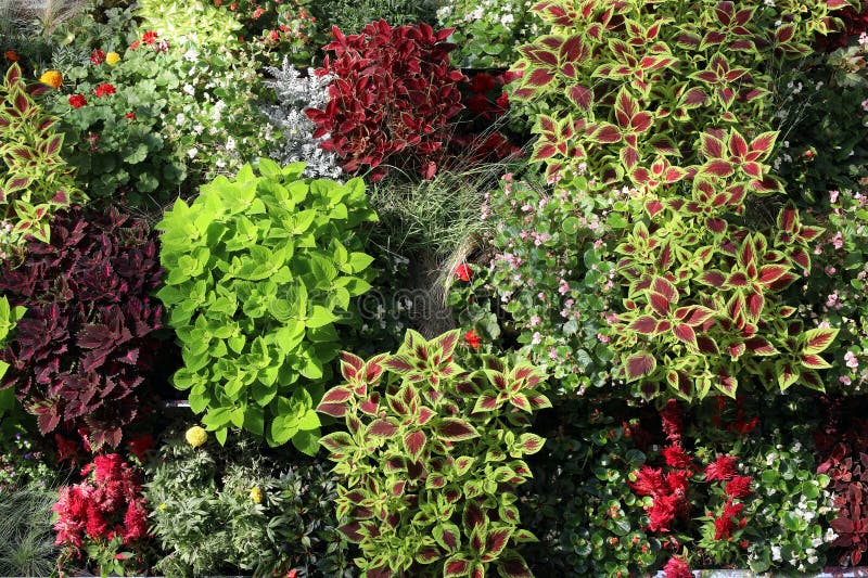 Chic Flower Bed of Various Ornamental Plants - Top View Stock Photo ...