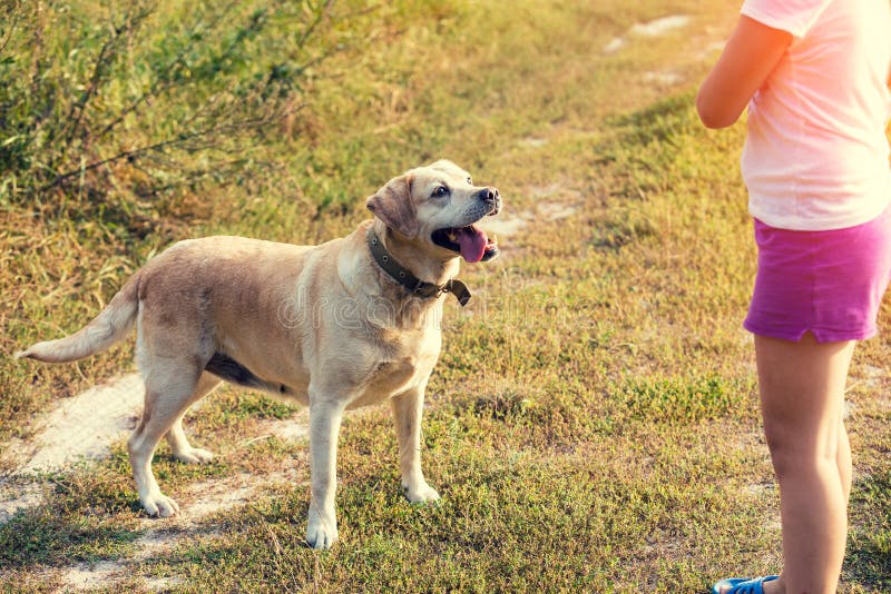 7,709 Chica Joven Con El Perro En Campo Fotos de stock - Fotos libres ...