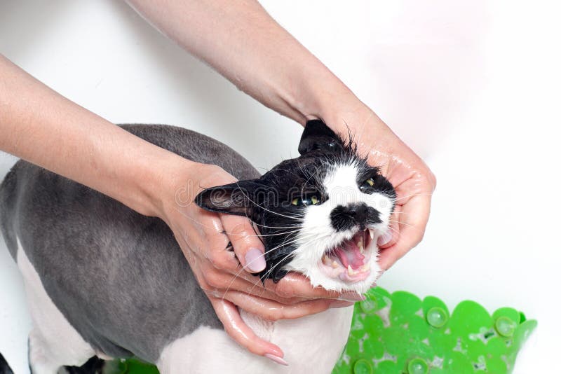 Chica Lava Un Gato Gritando En La Ducha Gatos Insatisfechos Y Enojados Imagen De Archivo