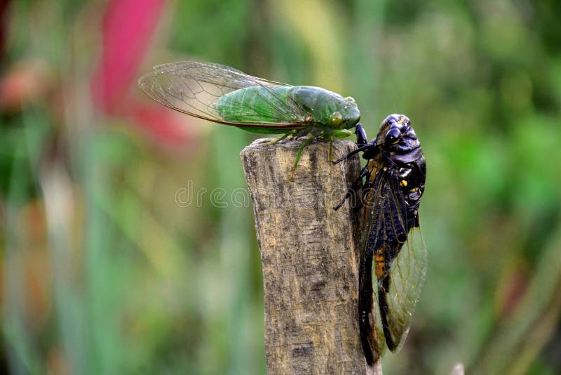 Chicada stock image. Image of insect, male, chicada - 113430737