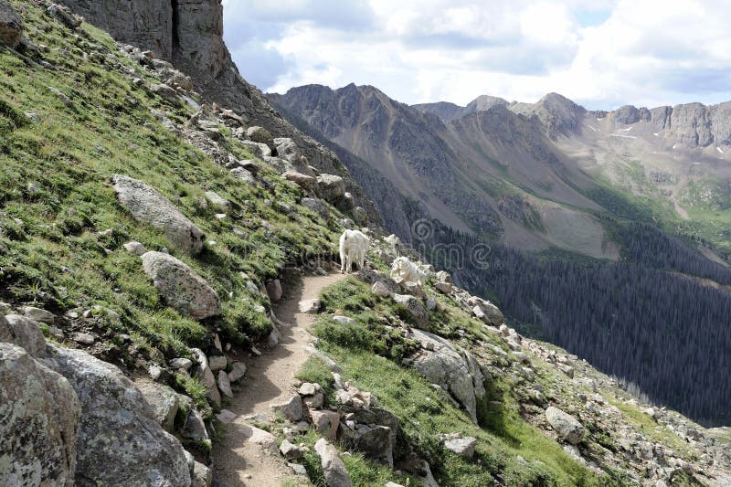 Chicago Basin Mountain Goats Descending Stock Photo - Image of river ...