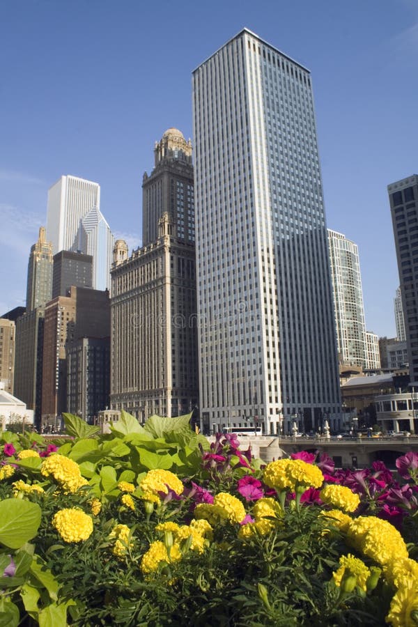 Colorful Tulips in Bloom on Chicago S Michigan Ave Stock Image - Image ...