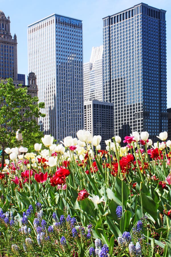 Chicago Skyline with Flowers Stock Photo - Image of blossom, downtown ...