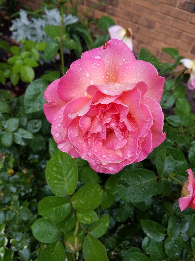 Chicago peace rose stock image. Image of hybrids, peace - 100163947