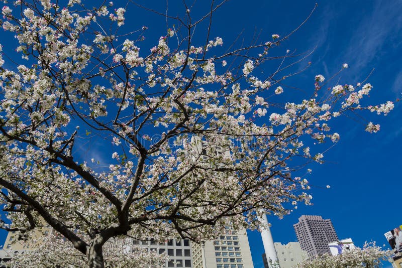Chicago Sky stock image. Image of tree, city, bulidings - 64631583