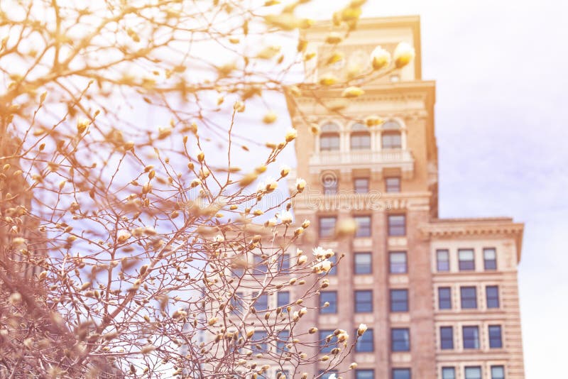 Spring Flowers Chicago Downtown Background Stock Photos - Free ...