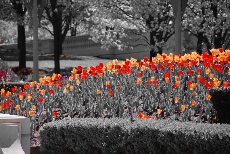 Chicago Tulips stock image. Image of garden, tulips, tulip - 21963329