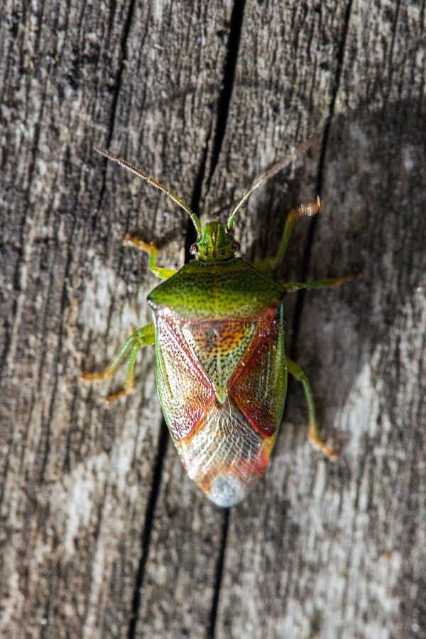 Chicha arriba imagen de archivo. Imagen de bicho, madera - 188581827