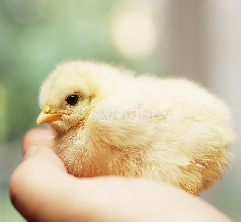 Chick stock photo. Image of chick, little, nestling, hand - 10034476