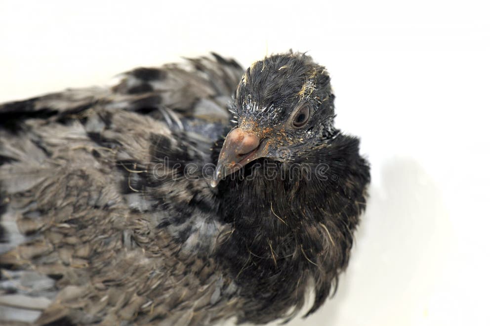 Chick stock image. Image of brood, feral, perched, perch - 10911089