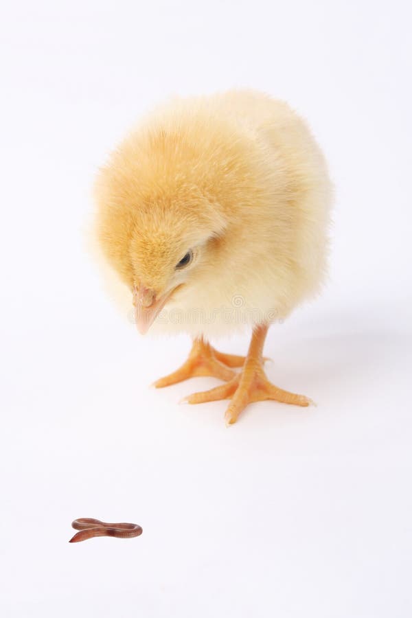Flying chicken stock image. Image of hair, farming, love - 14053305