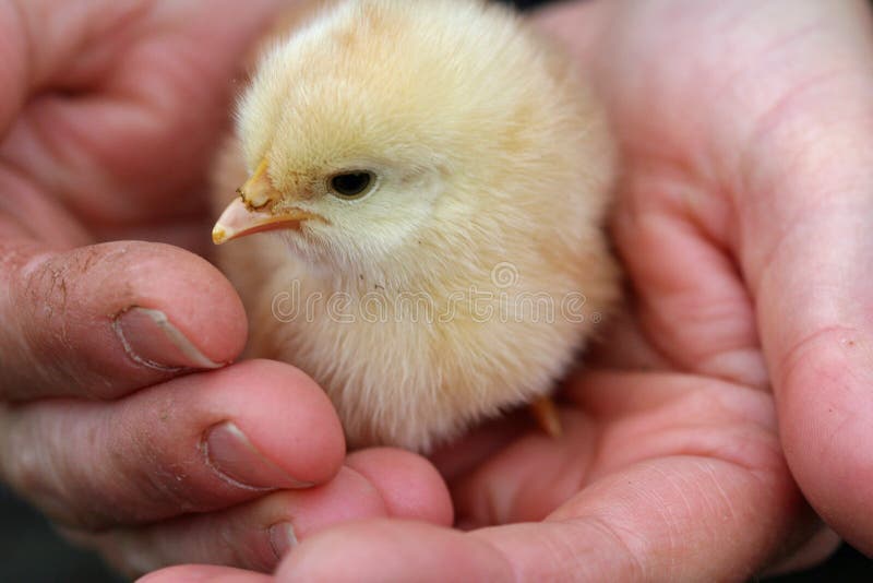 Chick stock photo. Image of gentle, gently, chick, cockerel - 14505166