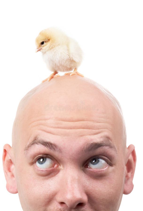 Chick on head stock image. Image of bald, feathering, cute - 7829789