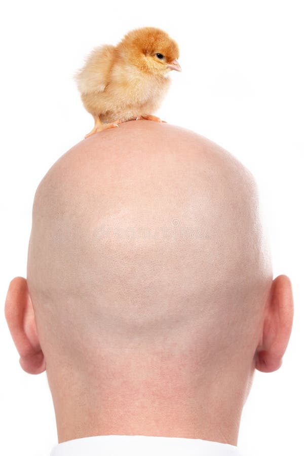 109 Bald Chicken Head Stock Photos - Free & Royalty-Free Stock Photos ...