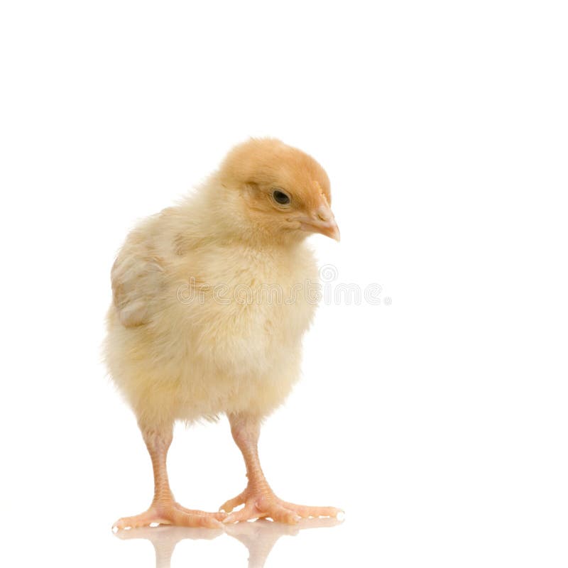 Flying chicken stock image. Image of hair, farming, love - 14053305