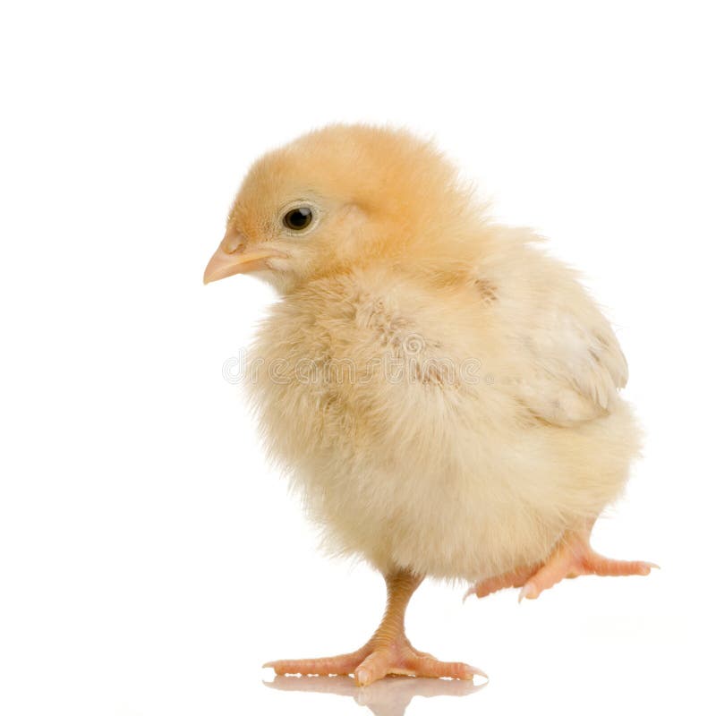 Chick stock image. Image of eiderdown, feather, farming - 2304599