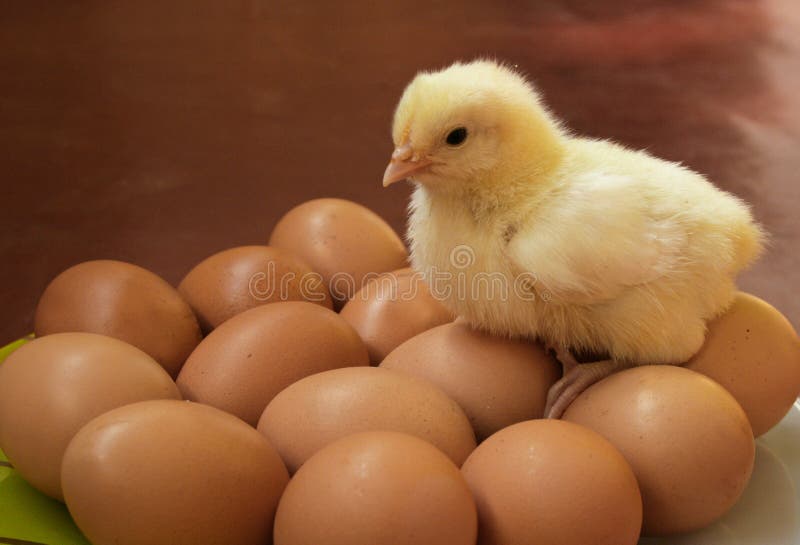 Chick stock image. Image of animals, cute, funny, eggs - 23315473