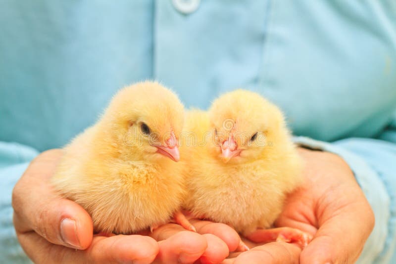 Baby Chick in Hands stock photo. Image of bird, fluffy - 45318730