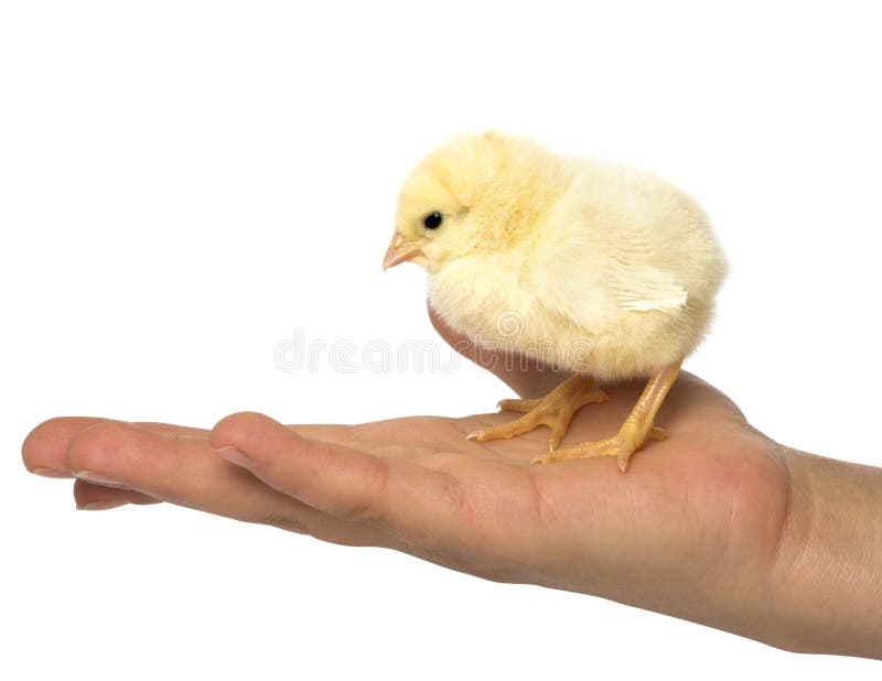 1,629 Hand Holding Baby Chick Stock Photos - Free & Royalty-Free Stock ...