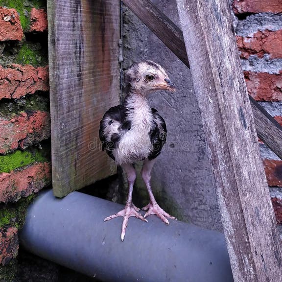 A chick above in the pipe stock photo. Image of waterbird - 249637842