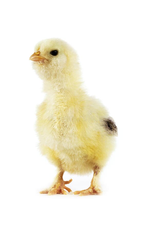 Chick Against White Background Stock Image - Image of bird, full: 194422625