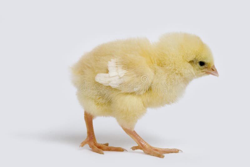 Chick Against White Background Stock Image - Image of farm, white ...