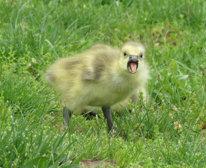 Goose Squawking at Another Goose Stock Photo - Image of loud ...