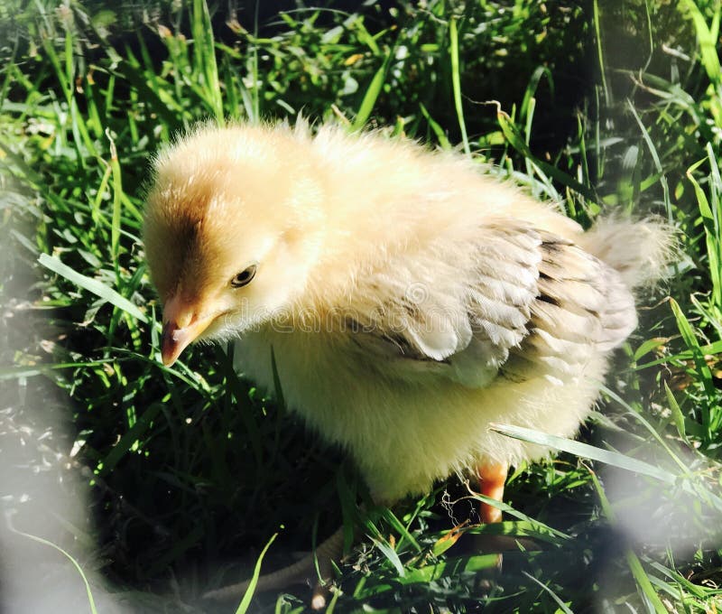 Chick stock image. Image of chicken, baby, growing, chick - 95117959