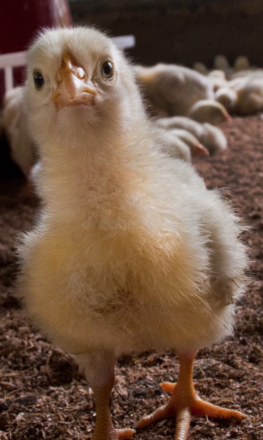 Poultry rearing farm stock photo. Image of chicken, cute - 16757300