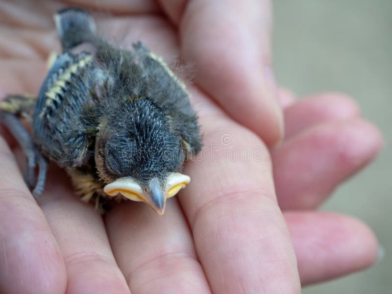 Chick bird in the hand stock photo. Image of newborn - 137184890