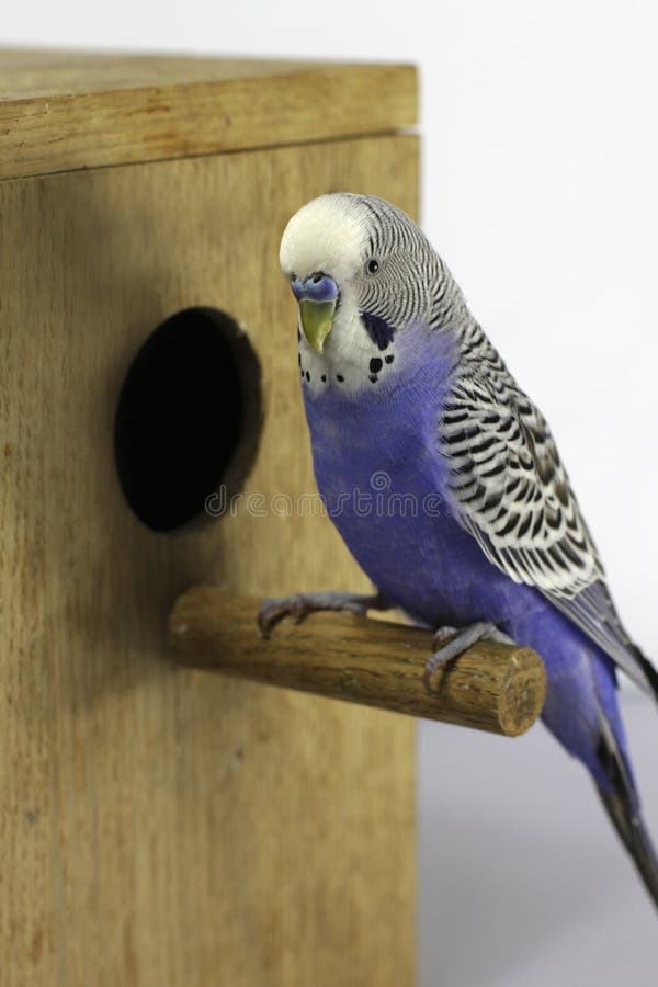 Budgie Parents and Fledgling Stock Photo - Image of baby, parents: 63163320