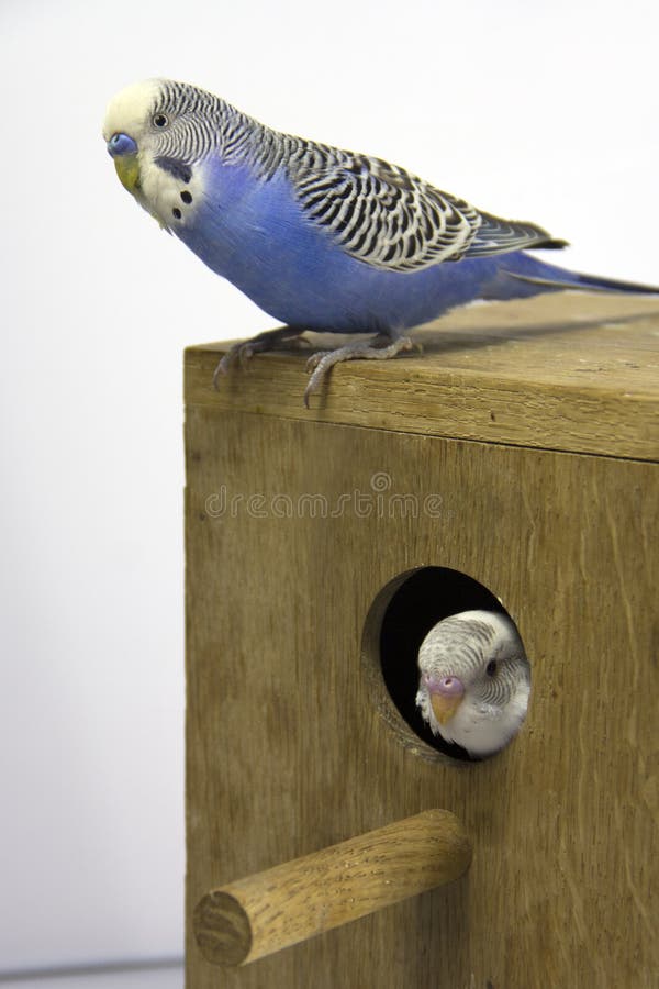 Budgie Parents and Fledgling Stock Photo - Image of baby, parents: 63163320