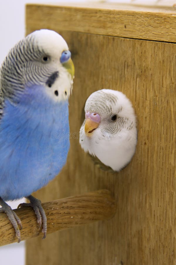 Budgie Parents and Fledgling Stock Photo - Image of baby, parents: 63163320