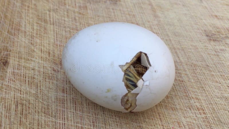 Chick Busy Moving and Hatching Out of Its Egg Shell Stock Video - Video ...