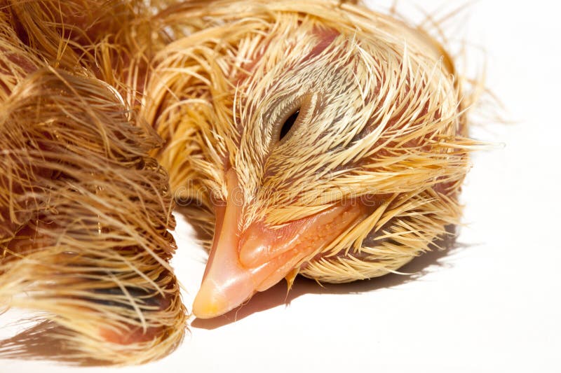 Chick stock photo. Image of portrait, poult, bird, fluff - 76500548