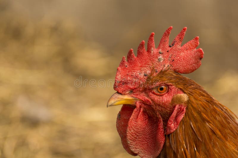 Chick, Chicken, Rooster Poultry Concept. Stock Image - Image of grass ...