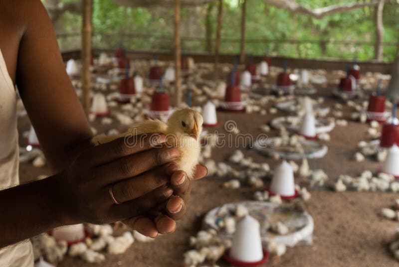 Poultry rearing farm stock photo. Image of chicken, cute - 16757300