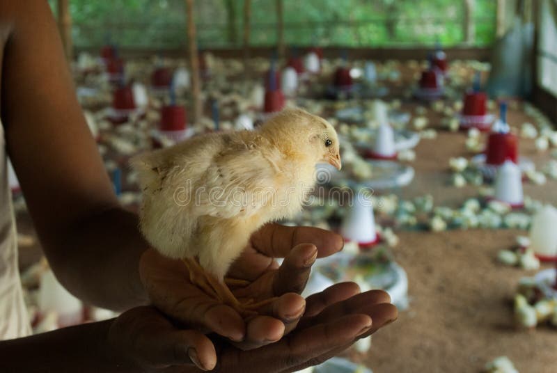 Poultry rearing farm stock image. Image of chicken, farm - 16757321