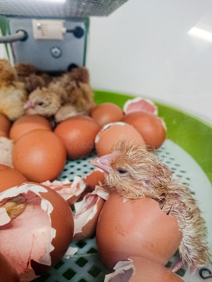 Chick stock image. Image of chick, eggs, hatching, chicks - 115204815