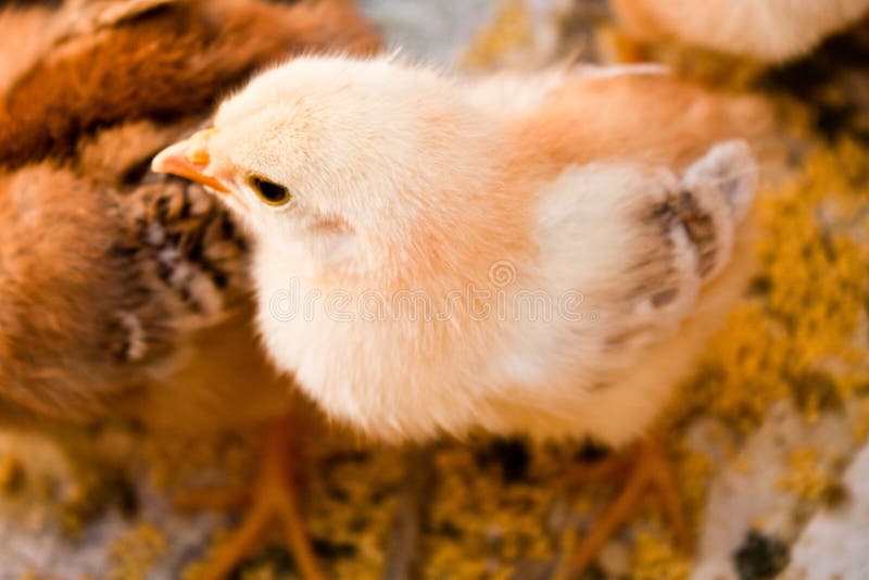 Chick stock image. Image of close, miniature, fluff, livestock - 54862419