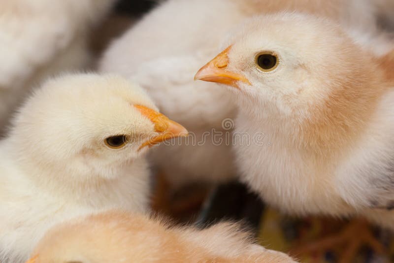 Chick stock photo. Image of chick, beak, chicken, birth - 77321142